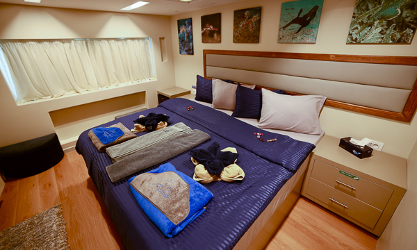 All Star Scuba Scene | ZuBlu